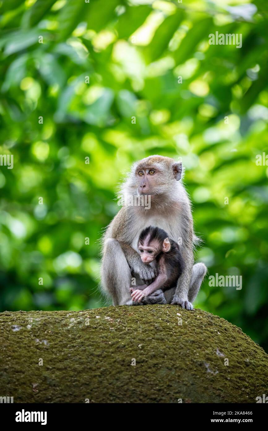 The wild baby crab-eating macaque in Singapore Zoo. A primate native to ...