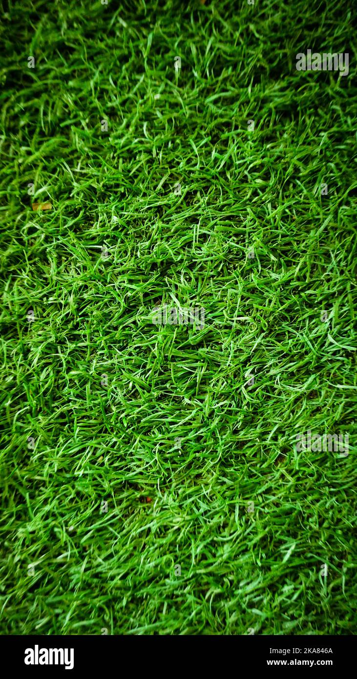 vertical photo of green grass background with blur overlay Stock Photo ...