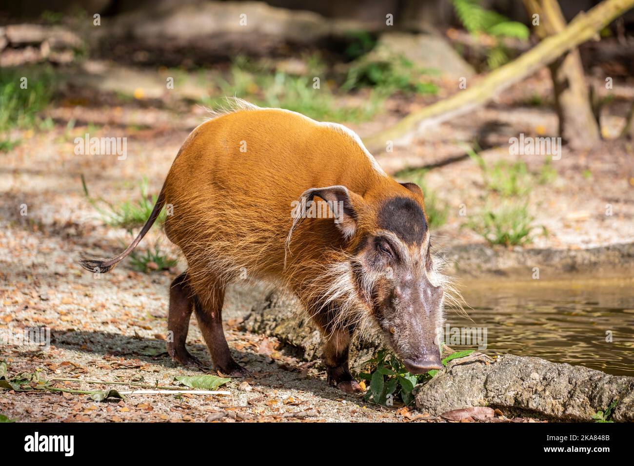 The red river hog (Potamochoerus porcus) stands in the pond. It is a ...