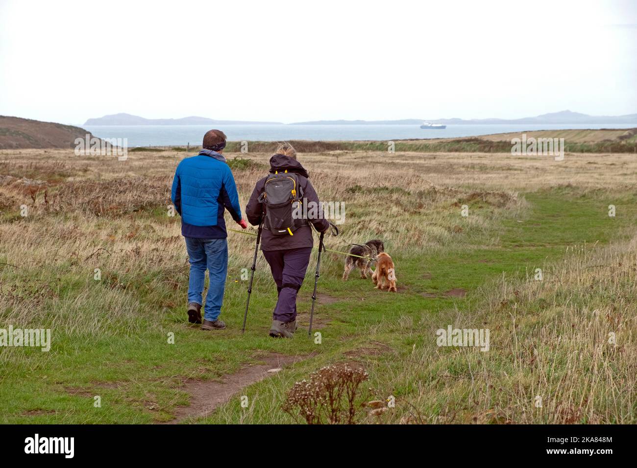 Rear back view of two people couple walking dogs near the Wales coastal path in autumn landscape ...