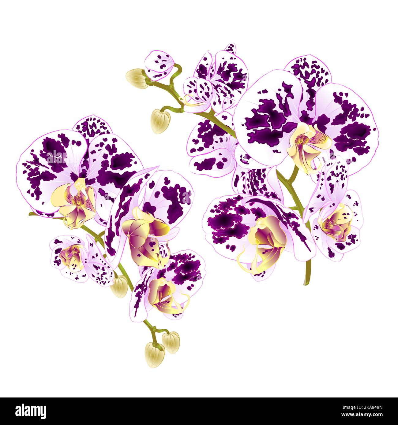 Branches Orchids Spotted Flowers Tropical Plant Phalaenopsis On A White