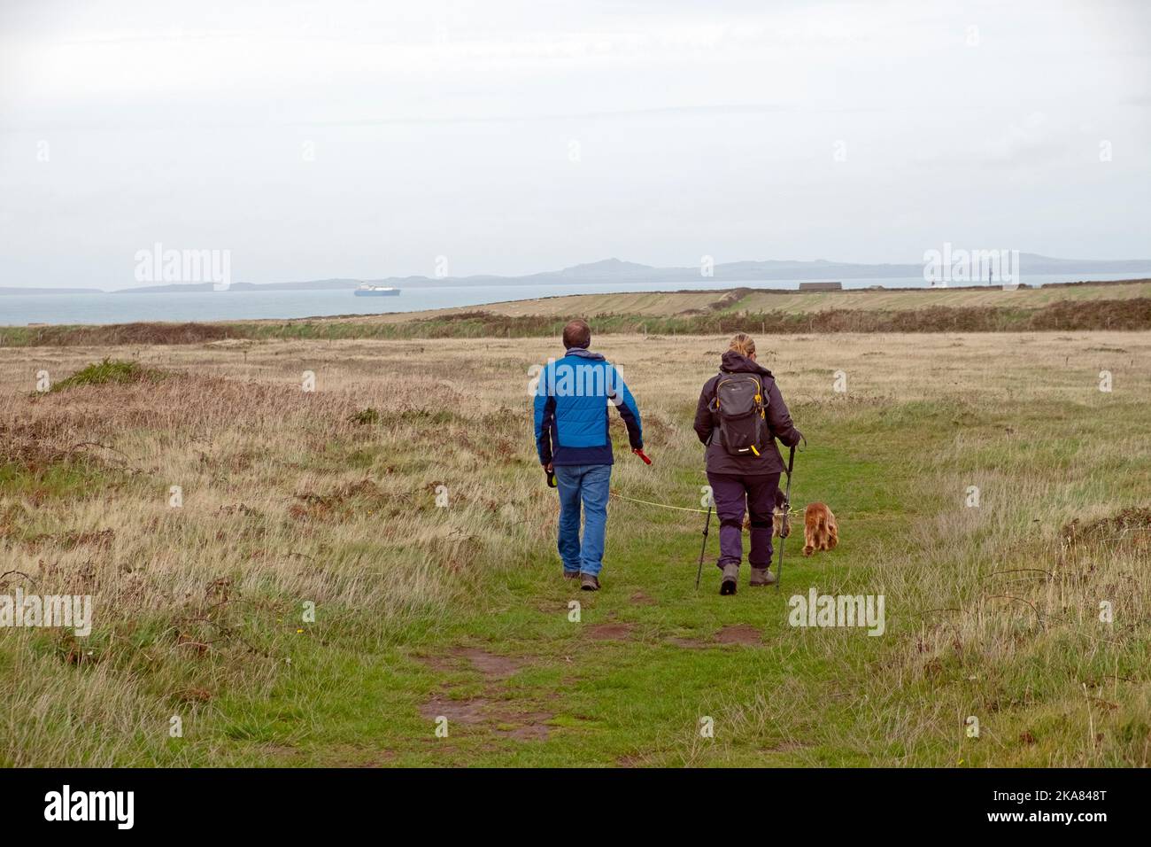 Rear back view of two people couple walking dogs near the Wales coastal path in autumn landscape ...