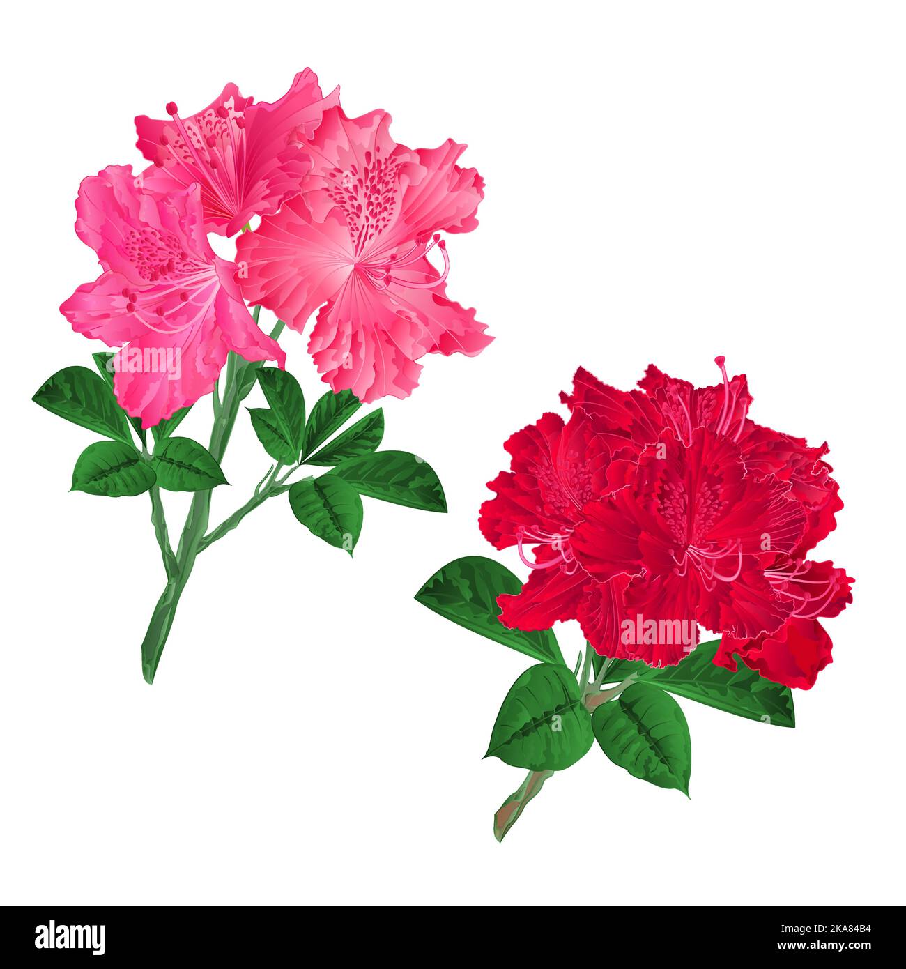 Branches pink and red flowers rhododendrons mountain shrub on a white ...