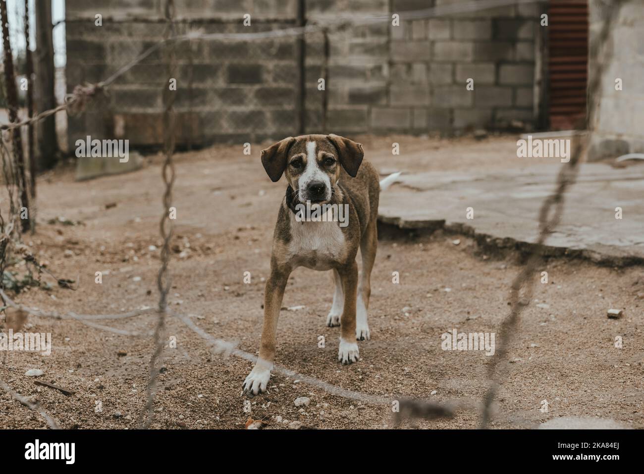 A dog in a poor rural area Stock Photo - Alamy