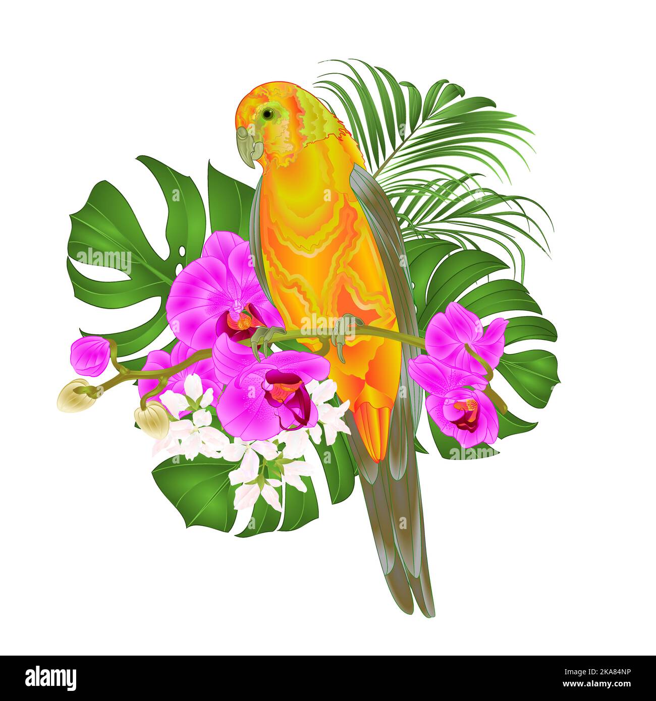 Sun Conure Parrot tropical bird standing on a purple orchid ...