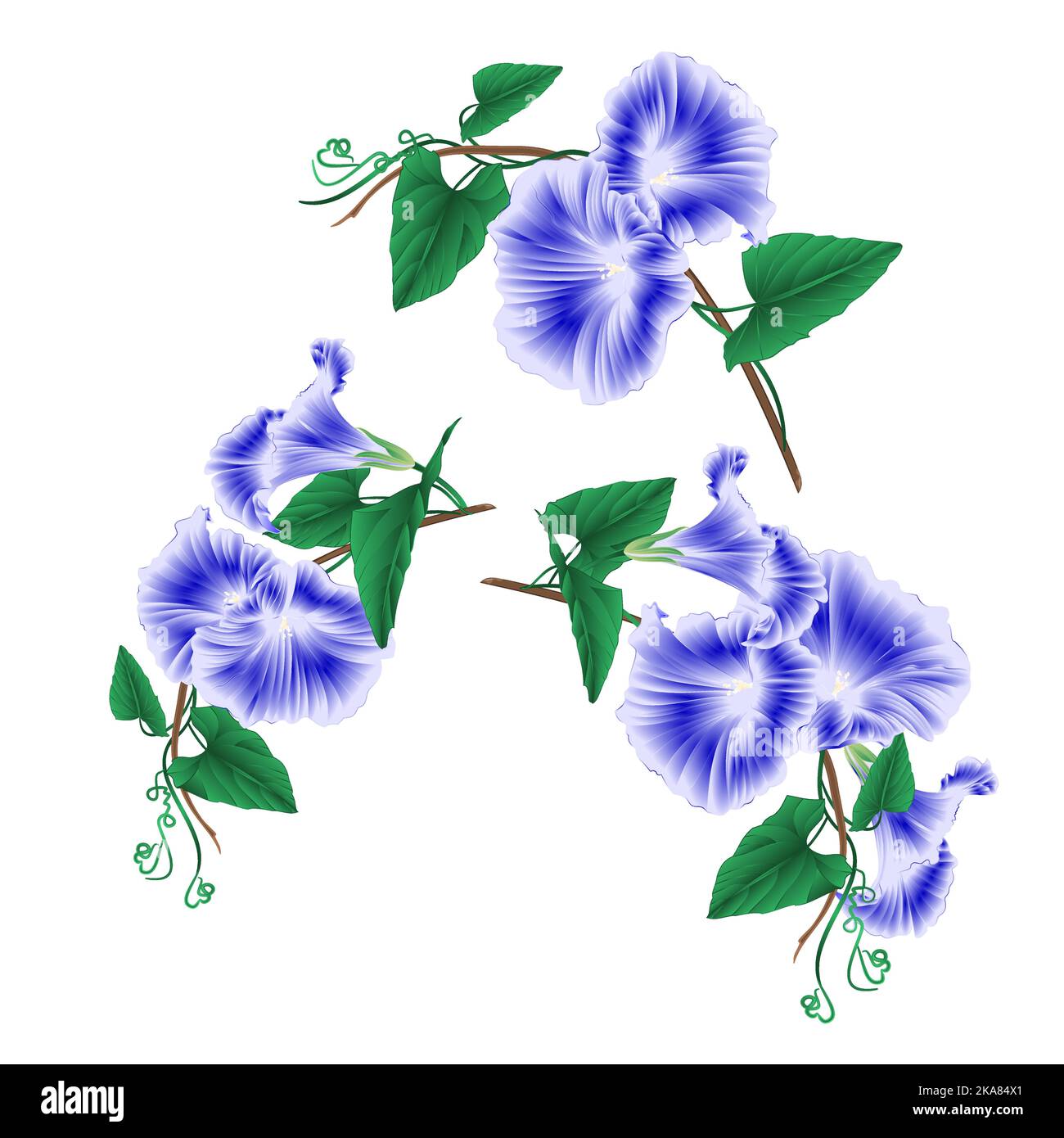 Morning glory blue spring flowers set vintage vector illustration ...