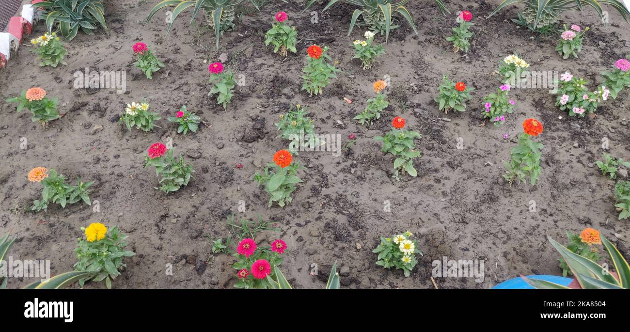 Colorful flower planted on soil. Plantation Pattern Stock Photo - Alamy
