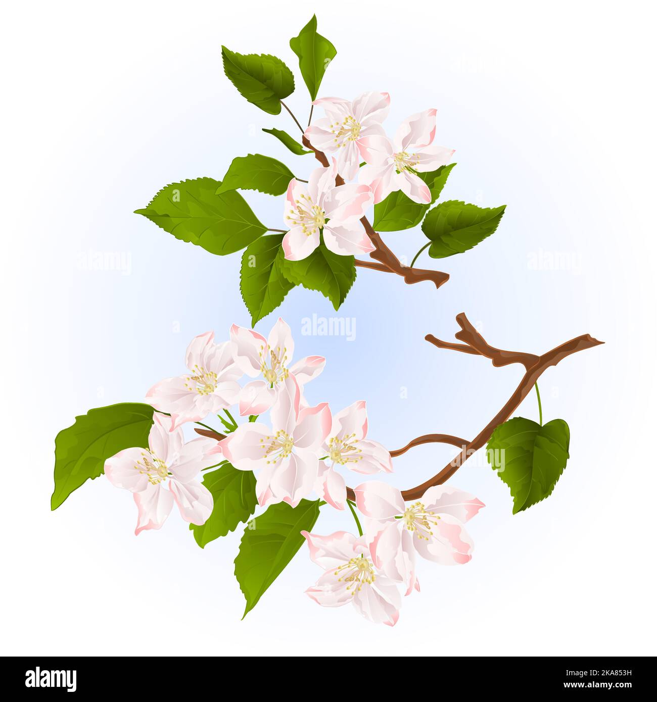 Branches of apple tree with flowers set three vintage illustration ...