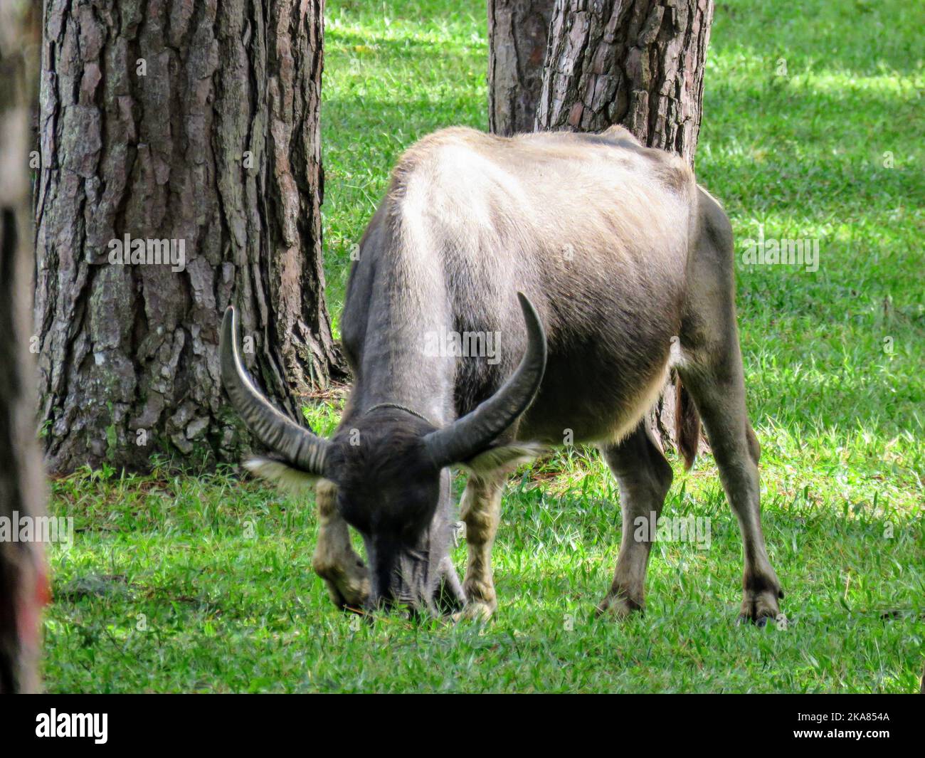 Carabao grass hi-res stock photography and images - Alamy