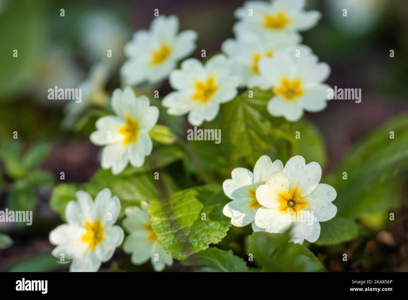 A closeup of beautiful Primrose flowers in a Botanical Garden of the ...