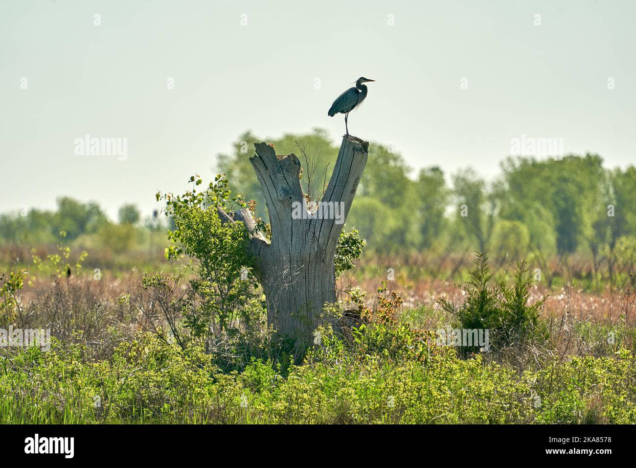 A closeup of a Grey Heron bird perching on wooden stump Stock Photo - Alamy