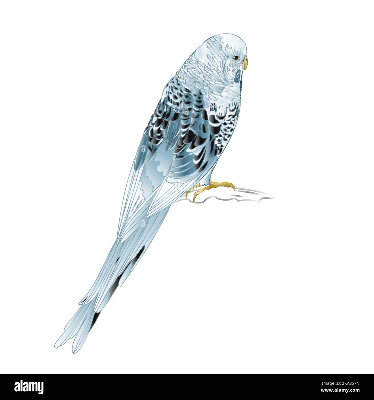 Budgerigar, blue pet parakeet or shell parakeet or budgie home pet on a ...