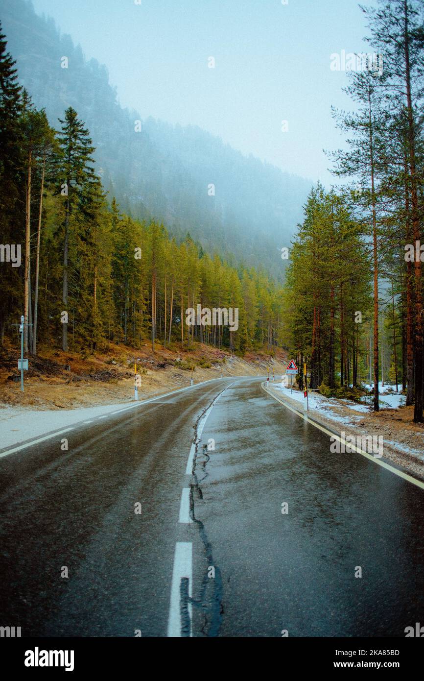A vertical shot of a country road and pine forest on a misty day Stock ...