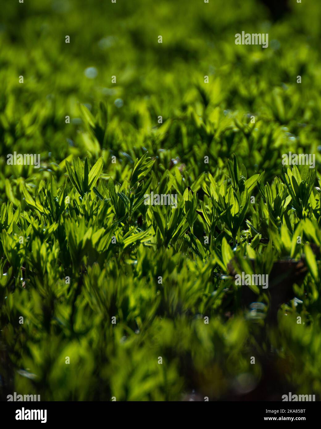The beautiful fresh green grass grown outside Stock Photo - Alamy
