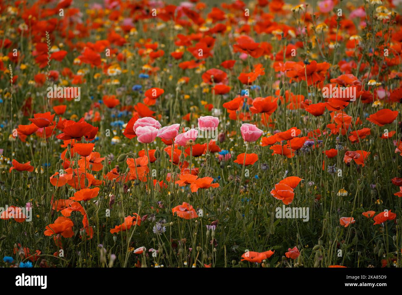 A beautiful field of common poppies (Papaver rhoeas) and some pink ...