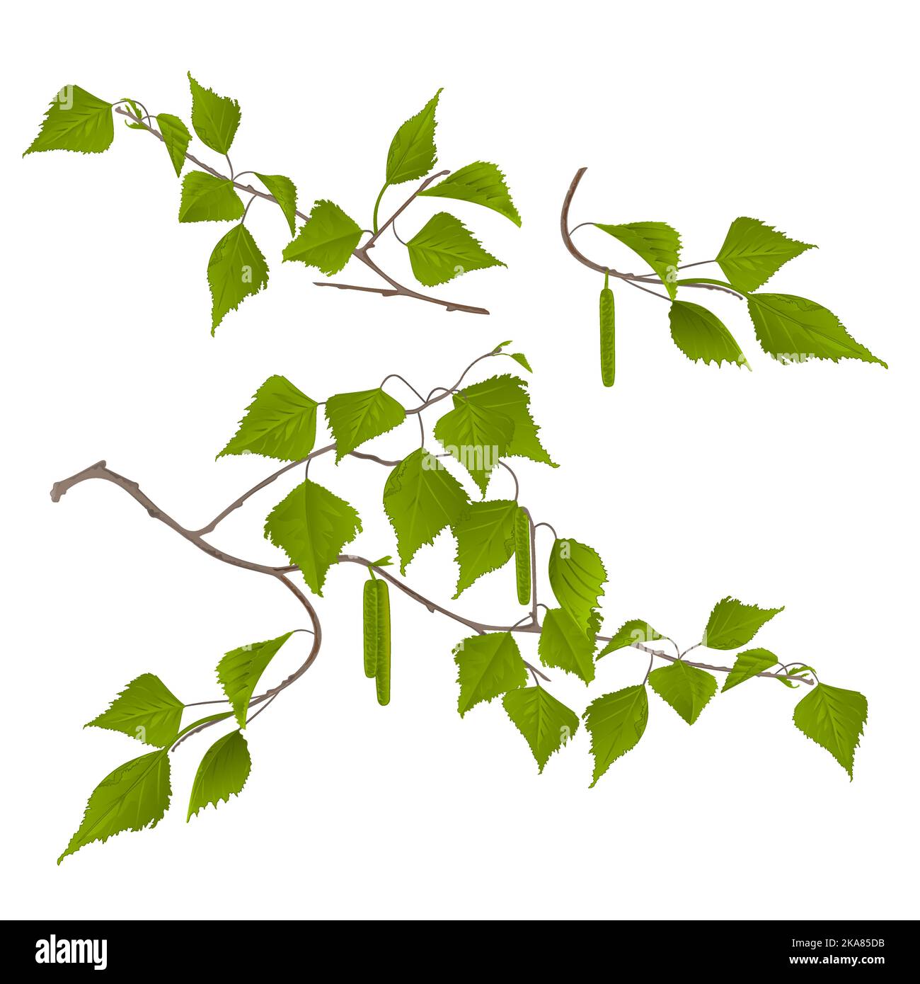 Twigs Birch with catkins set first on a white background vintage vector ...