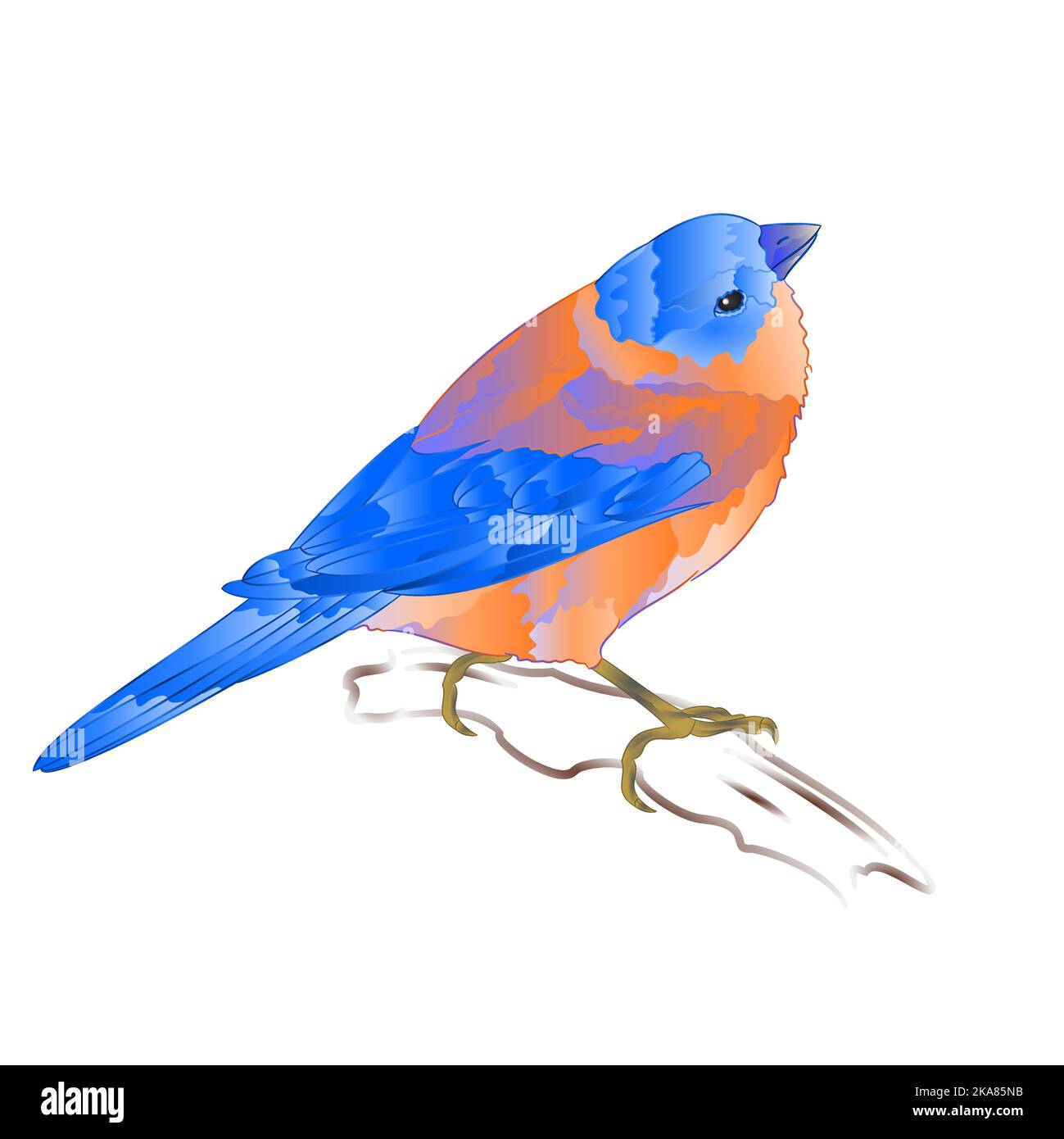 Bluebird small thrush songbirdon a background vintage vector ...
