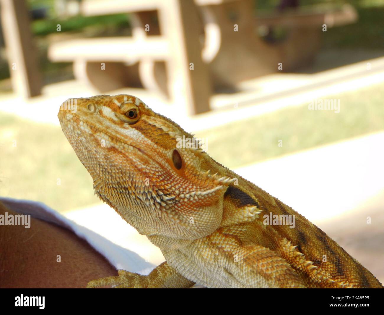 A closeup shot of a central bearded dragon (Pogona vitticeps) hanging ...