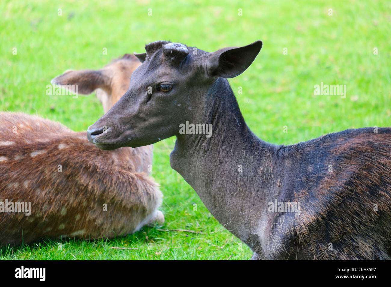 Sawed farm hi-res stock photography and images - Alamy