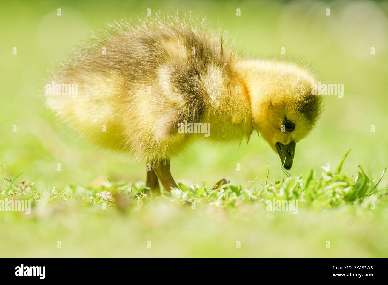 A portrait of a cute little goose grazing in the green grass under the ...