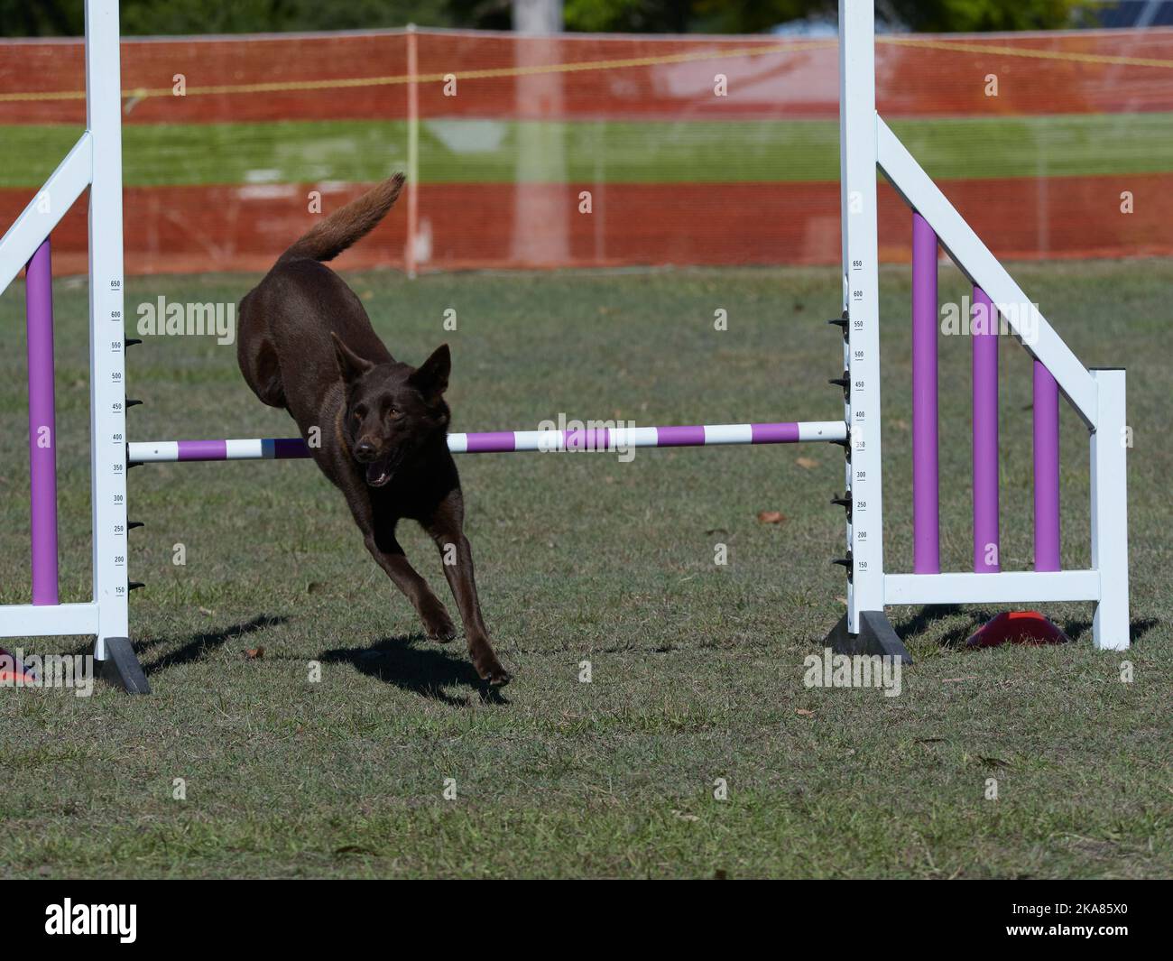 Many obstacles on a dog agility field . Dogs moving quickly from one ...