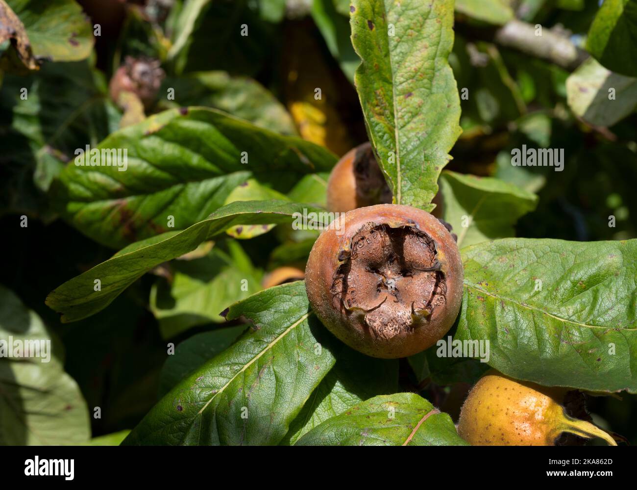 Mespilus Germanica 'Nottingham' AGM (Medlar) an Iranian fruit Stock ...