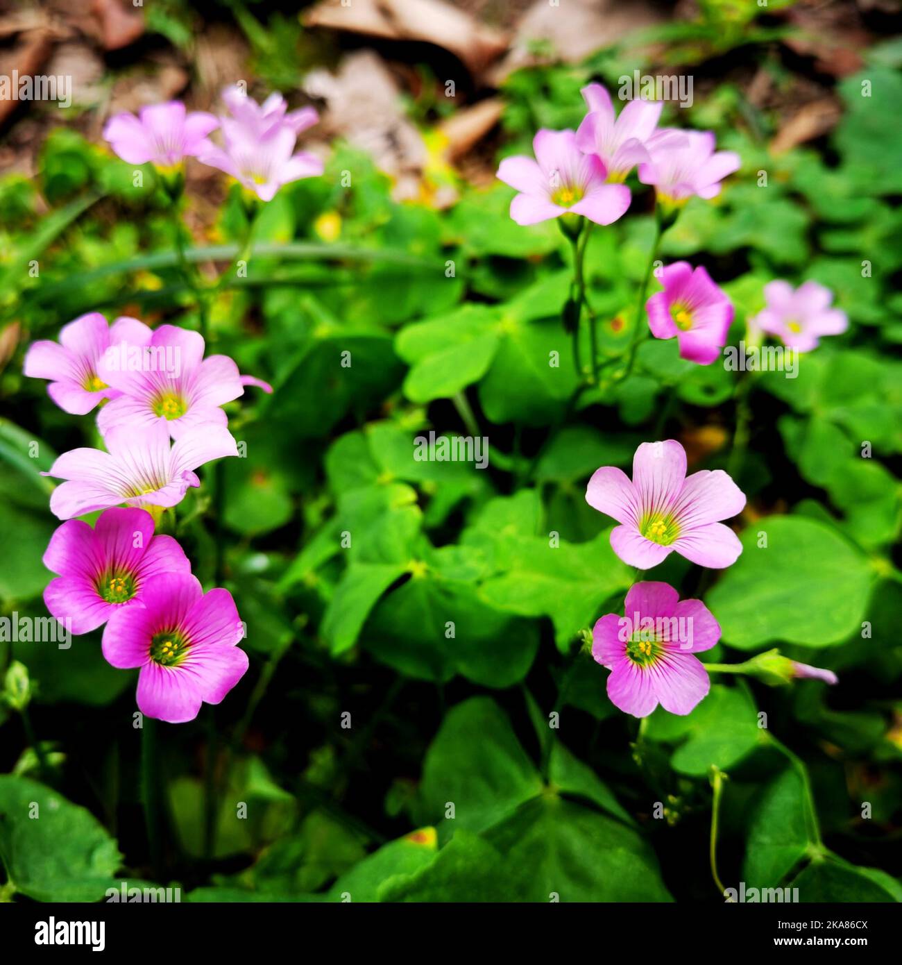 A beautiful flowers blossoming in garden with green leaves on blurred ...