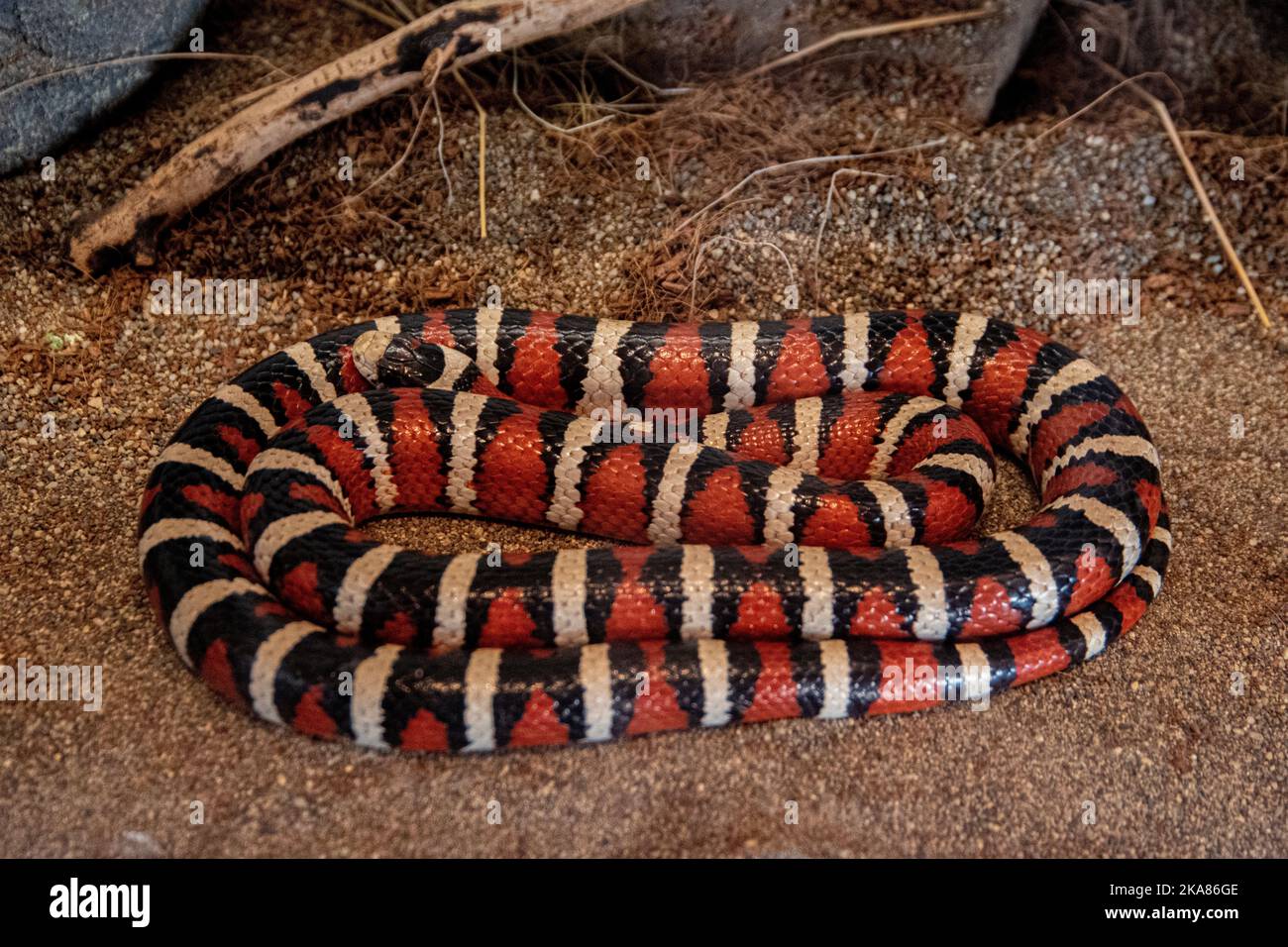 A Sonoran mountain King-snake curled up around itself in an enclosure ...