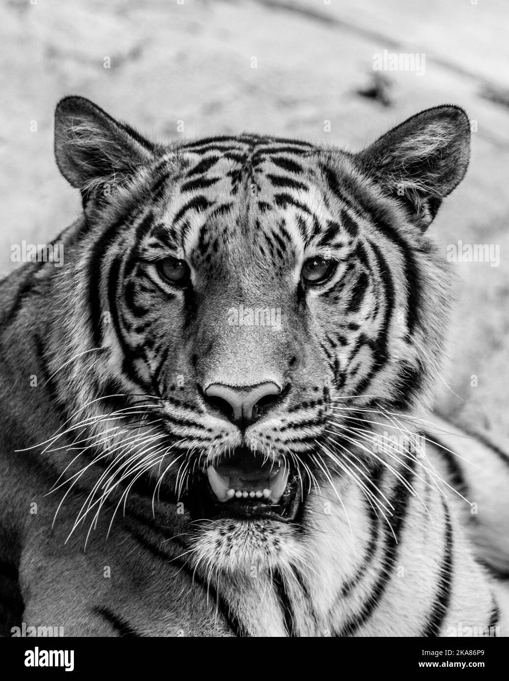 A vertical portrait of a tiger in grayscale Stock Photo - Alamy