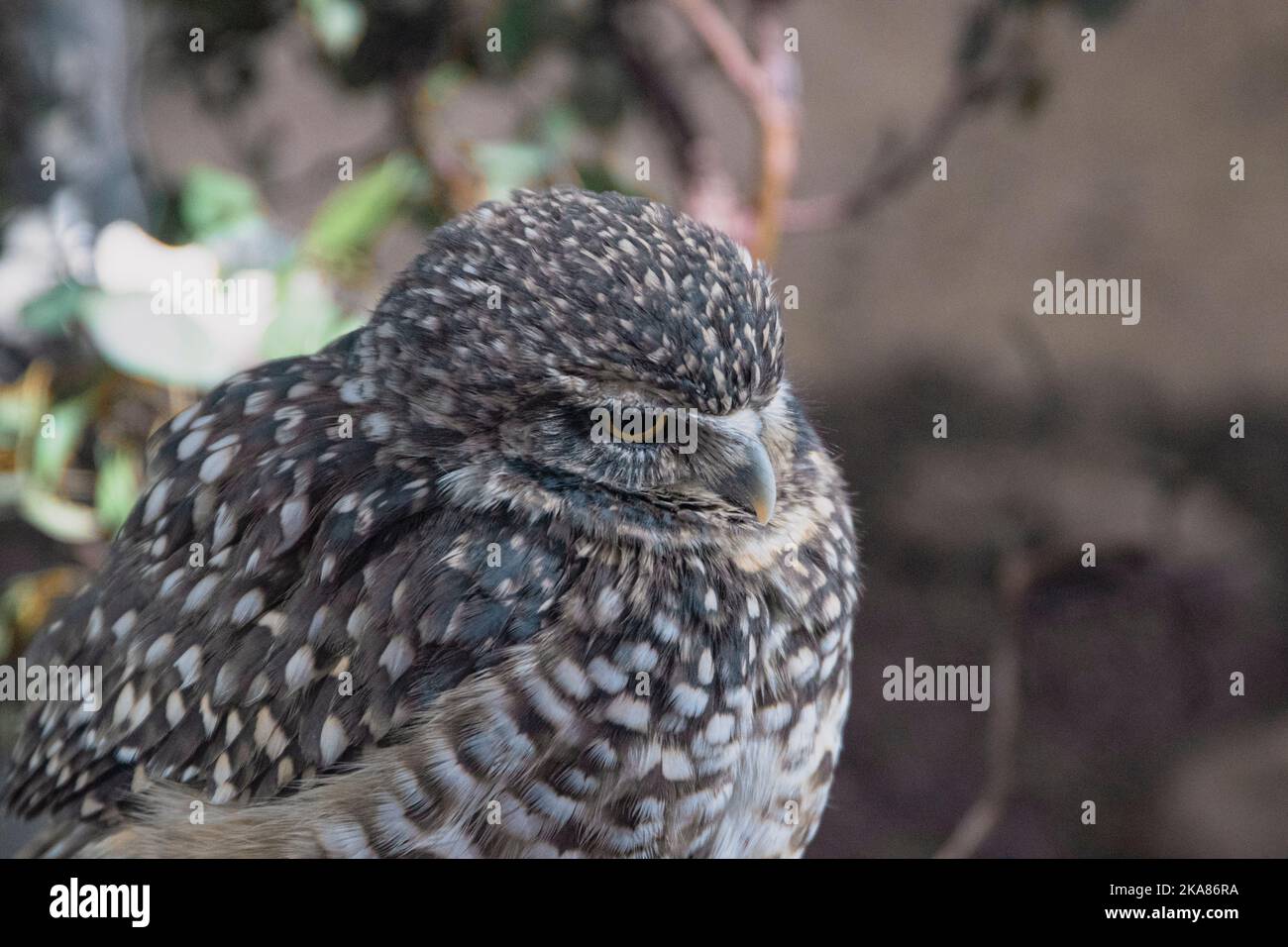 Western Burrowing Owl standing in an enclosure, with spotted white ...