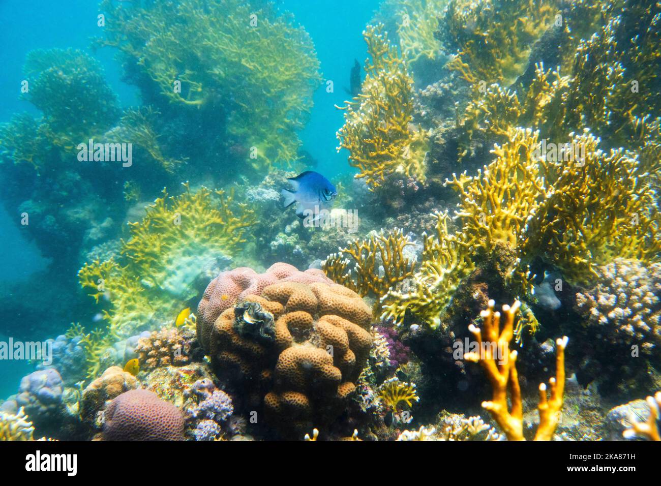 A scenic shot of fish, underwater plants, and coral reefs in the Red ...