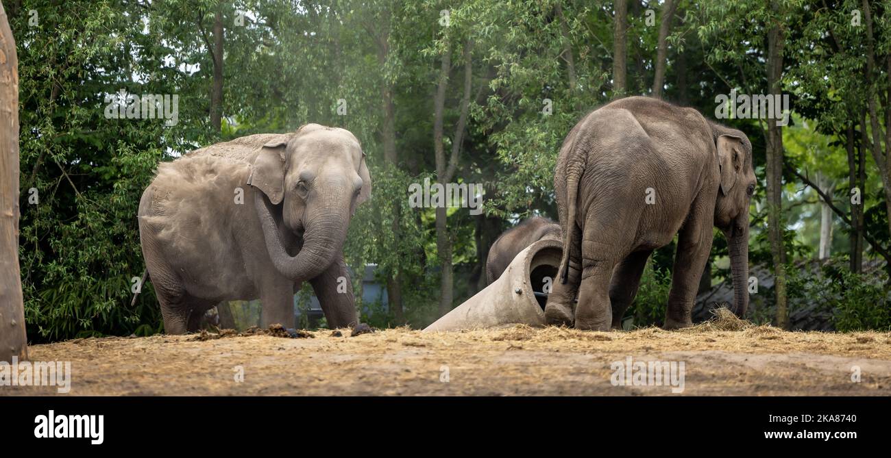 Shot elephants in zoo hi-res stock photography and images - Alamy