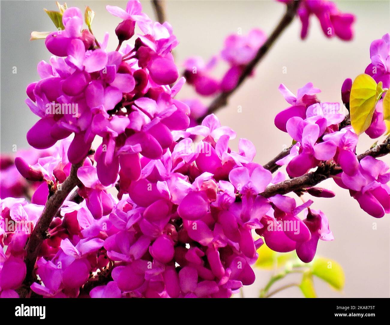 A closeup shot of purple redbud flowers on a light background Stock ...