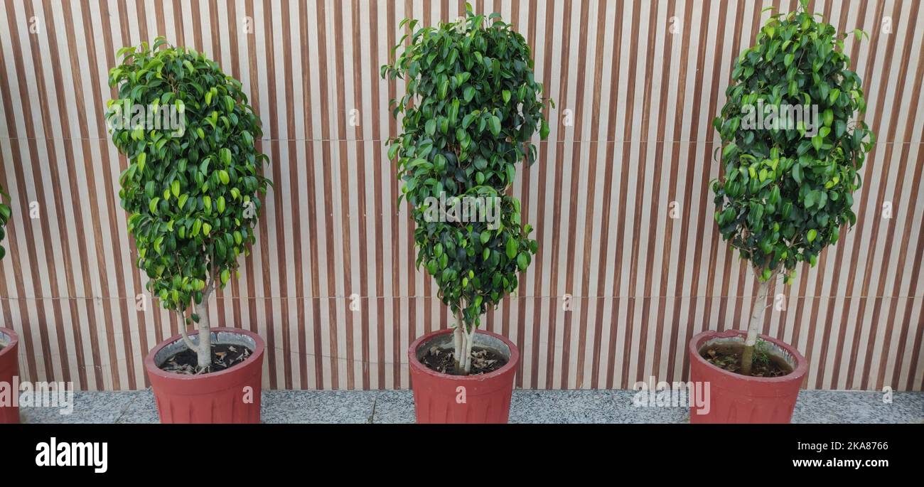 Potted plants along the pathway in a small pot for the trees Stock ...