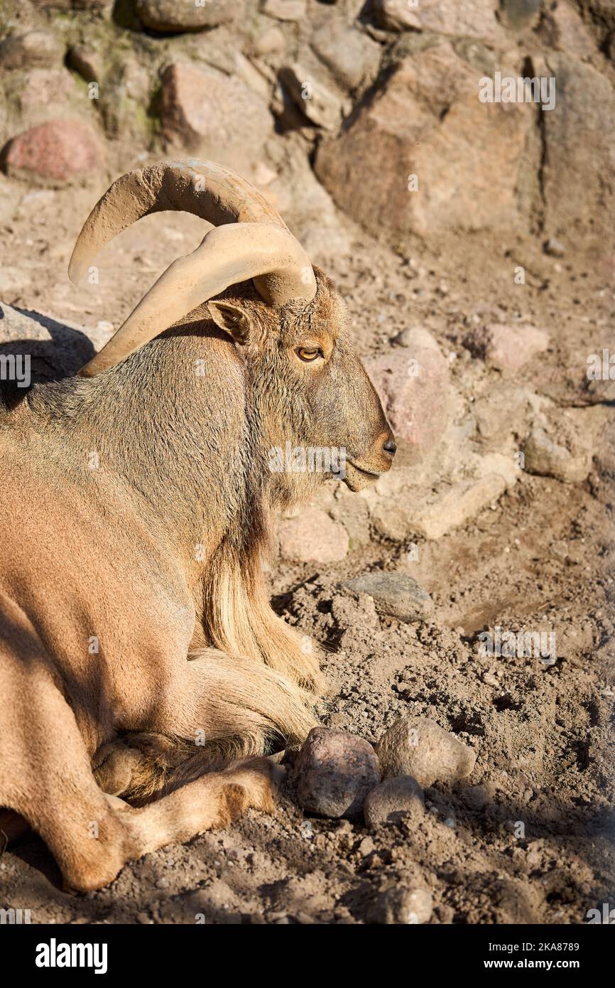 Closeup portrait of Barbary sheep or Ammotragus lervia aoudad species ...