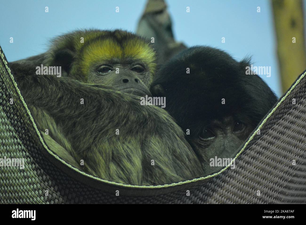 A closeup shot of a baby monkey in a basket Stock Photo - Alamy