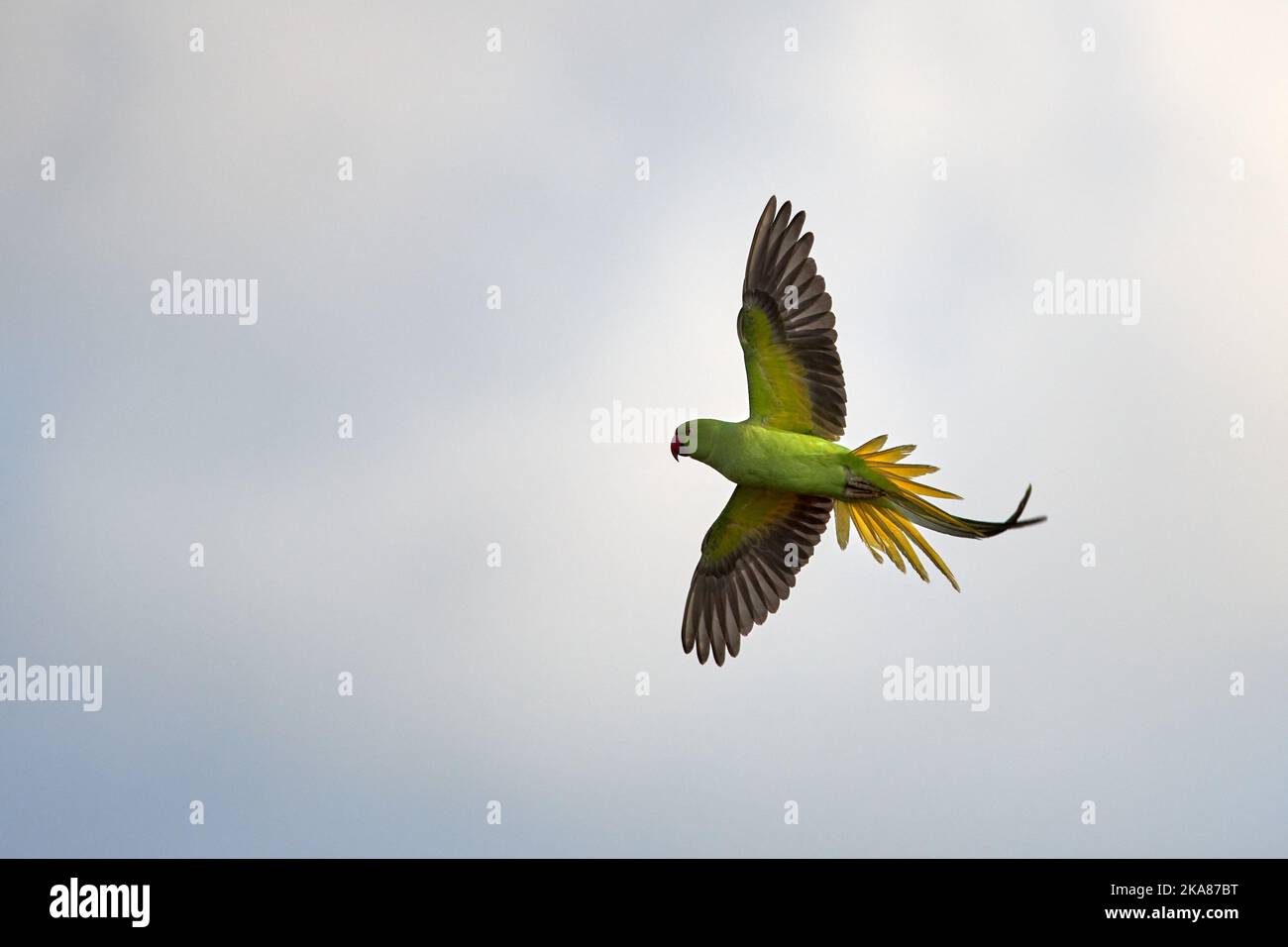 A scenic view of a green parrot flying in the blurred sky background ...