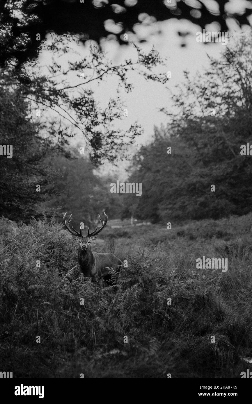 Endangered deer Black and White Stock Photos & Images - Alamy