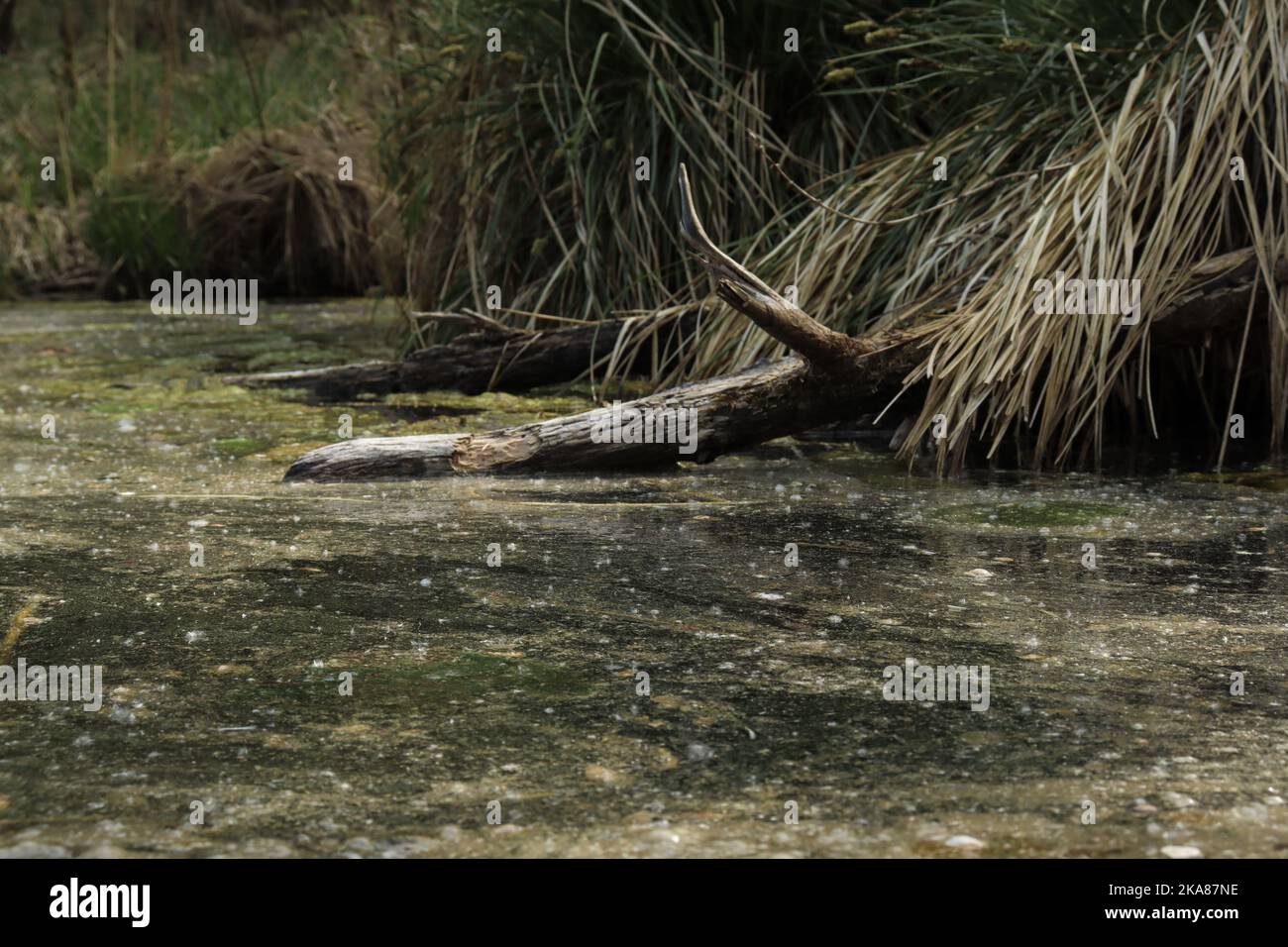 Dry vegetation on shore pond hi-res stock photography and images - Alamy