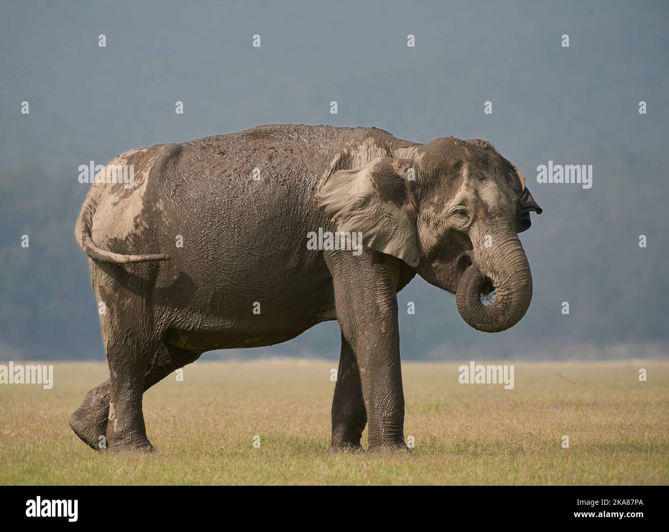 Elephant grazing and moving. Jim Corbett National Park, India Stock ...