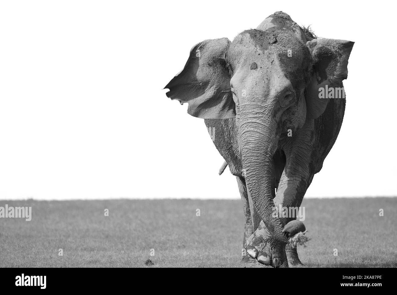 Elephant posing. Jim Corbett National Park, India Stock Photo - Alamy