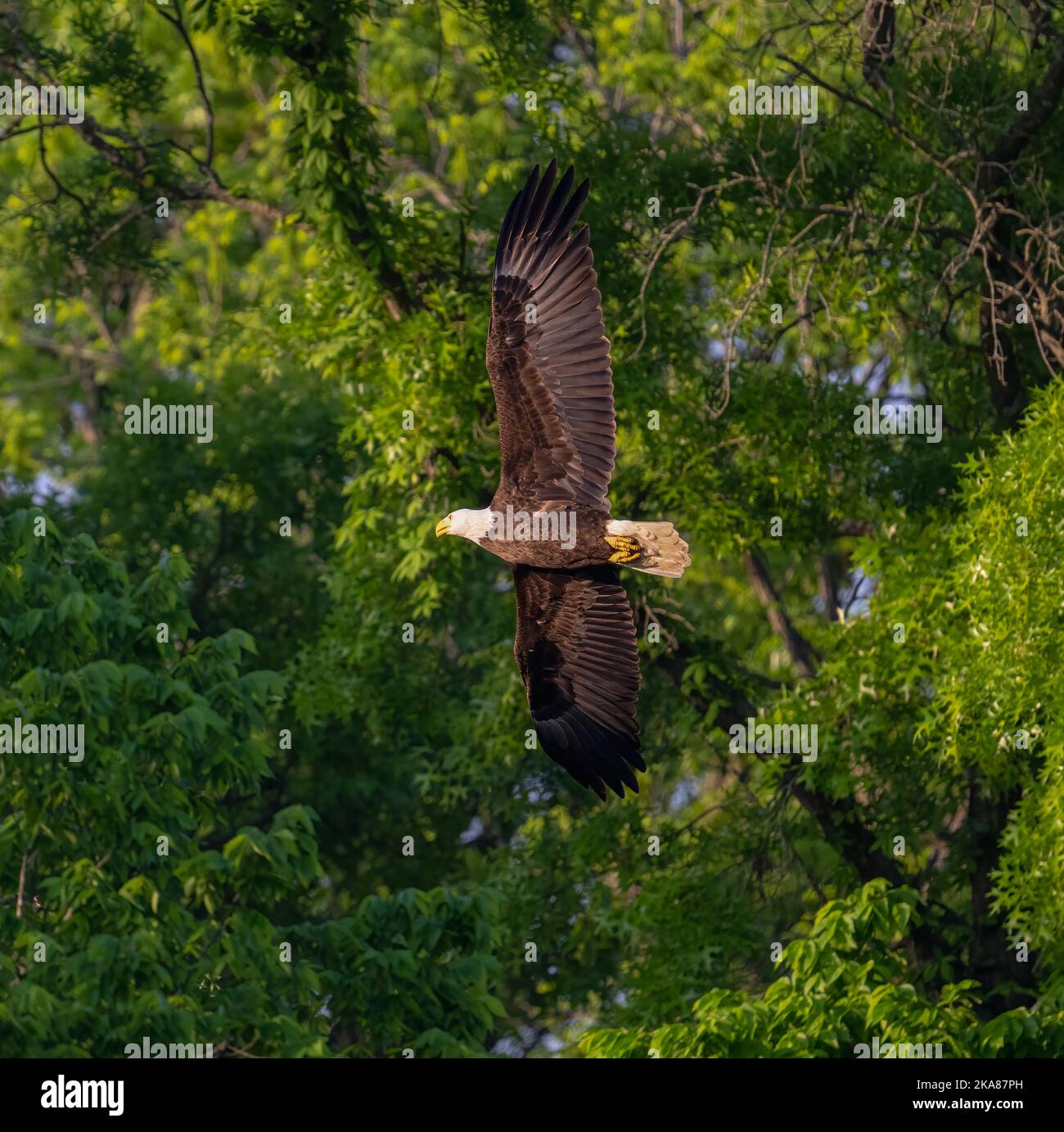 A beautiful shot of a bald eagle flying Stock Photo - Alamy