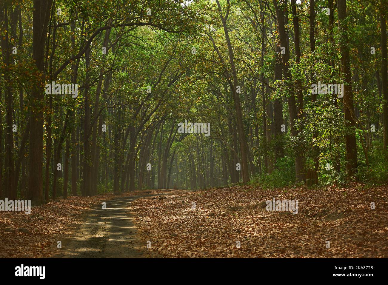 Sal wood forest view hi-res stock photography and images - Alamy
