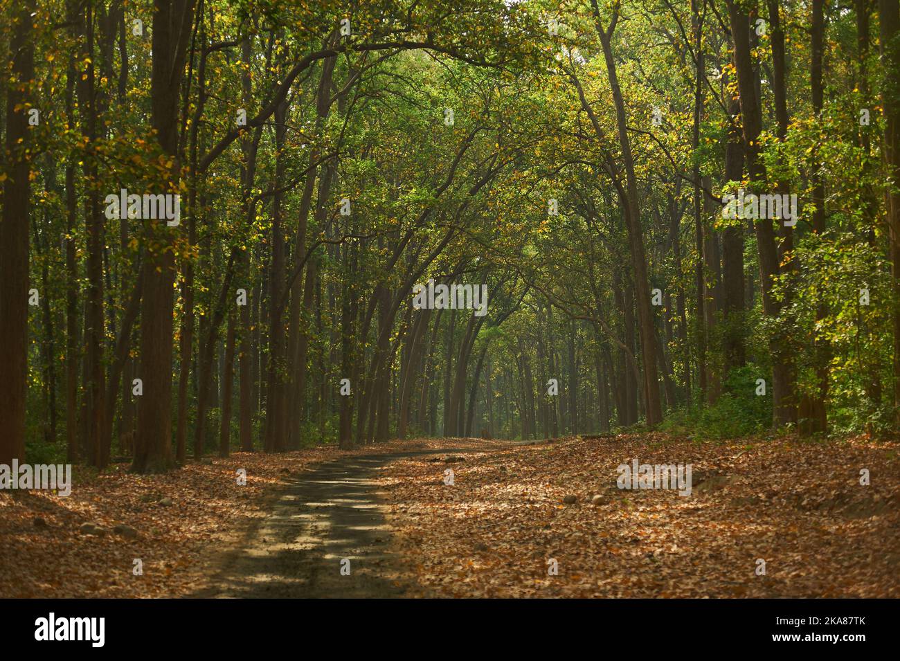 Sal wood forest view hi-res stock photography and images - Alamy