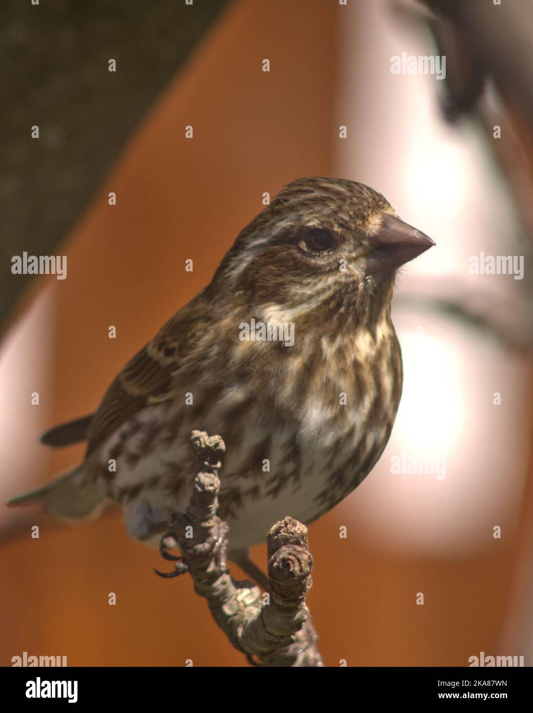 The Purple finch songbird portrait selective focus shot Stock Photo - Alamy