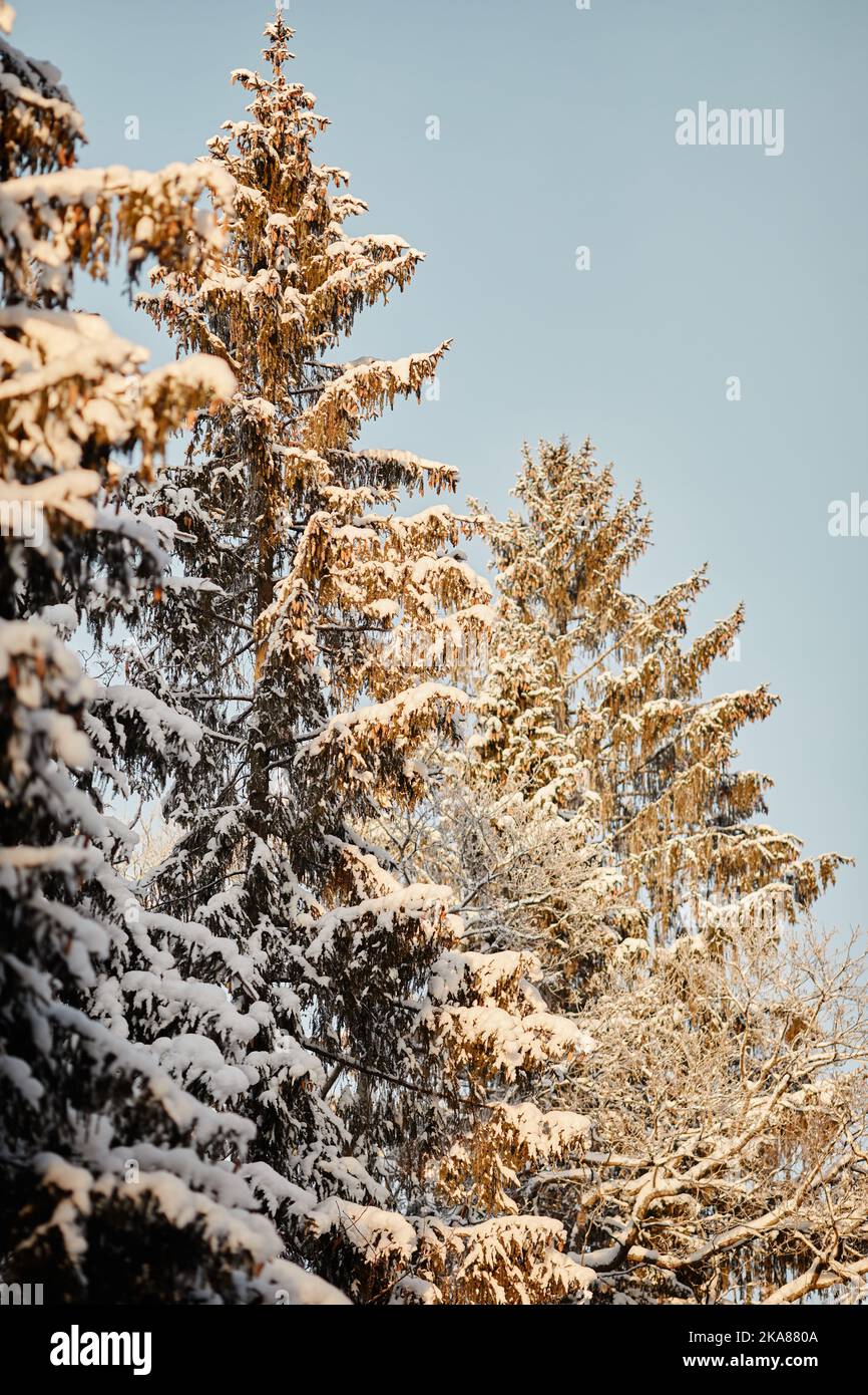 Vertical scenery image of tall pine trees covered in snow by sunlight ...