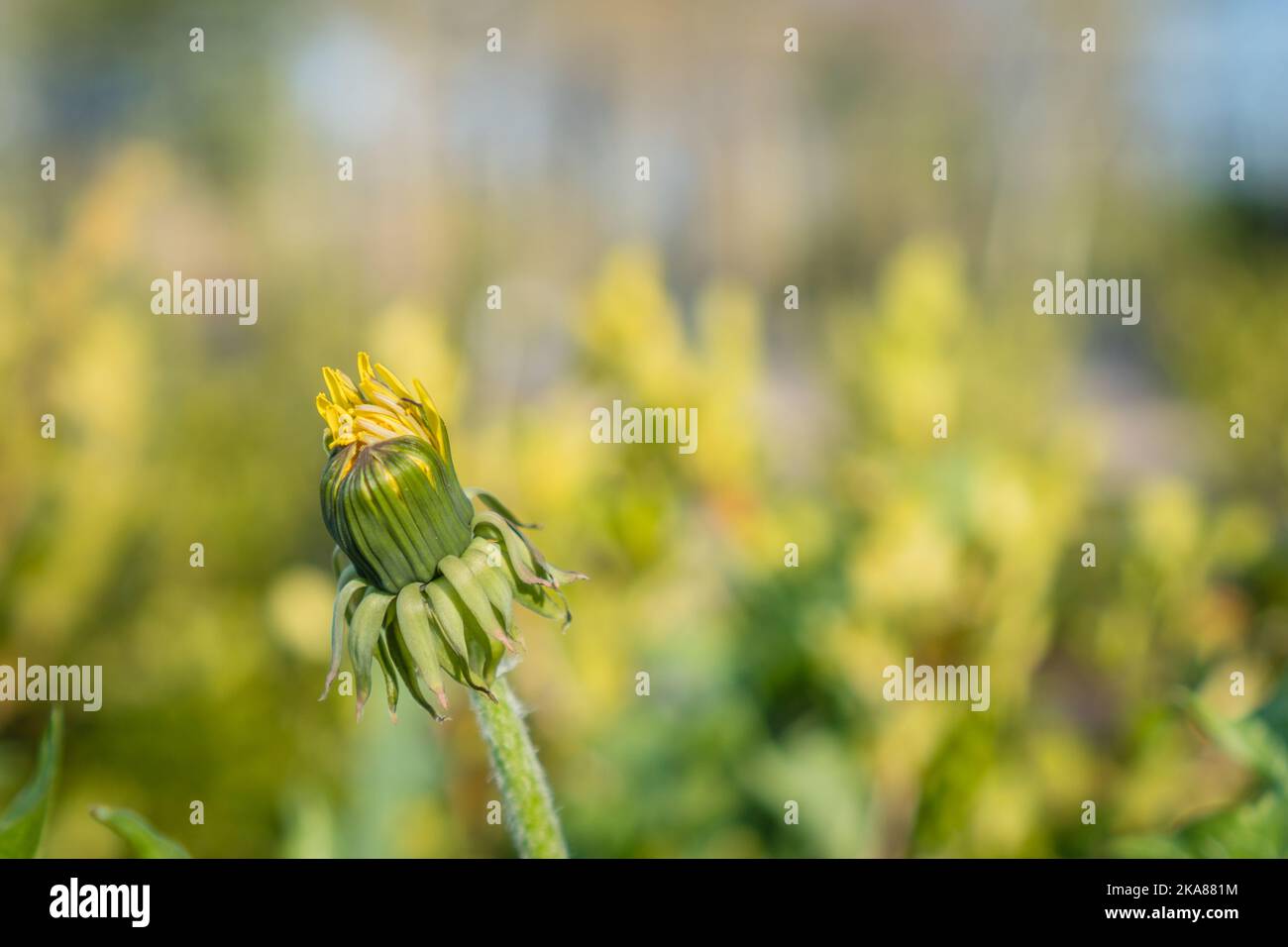 Closed dandelion in early spring Stock Photo - Alamy