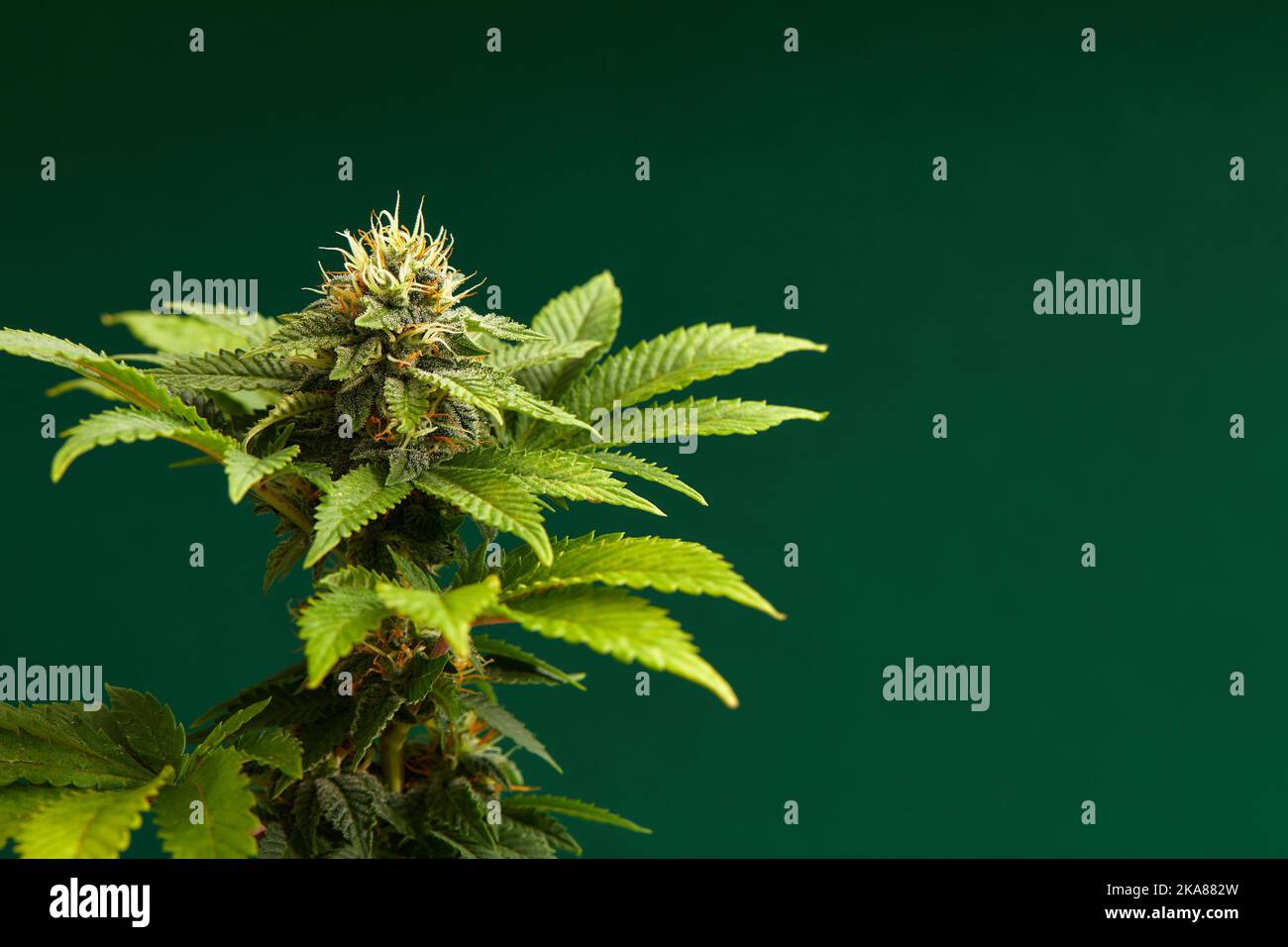 Close-up of a marijuana buds flower isolated on a light green ...