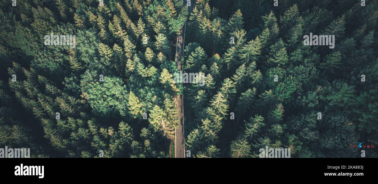 An aerial view of a forest with large green trees in Euba, Chemnitz ...