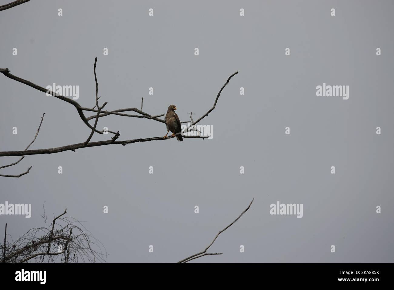 A bird perched on dry branches on a grey background Stock Photo - Alamy